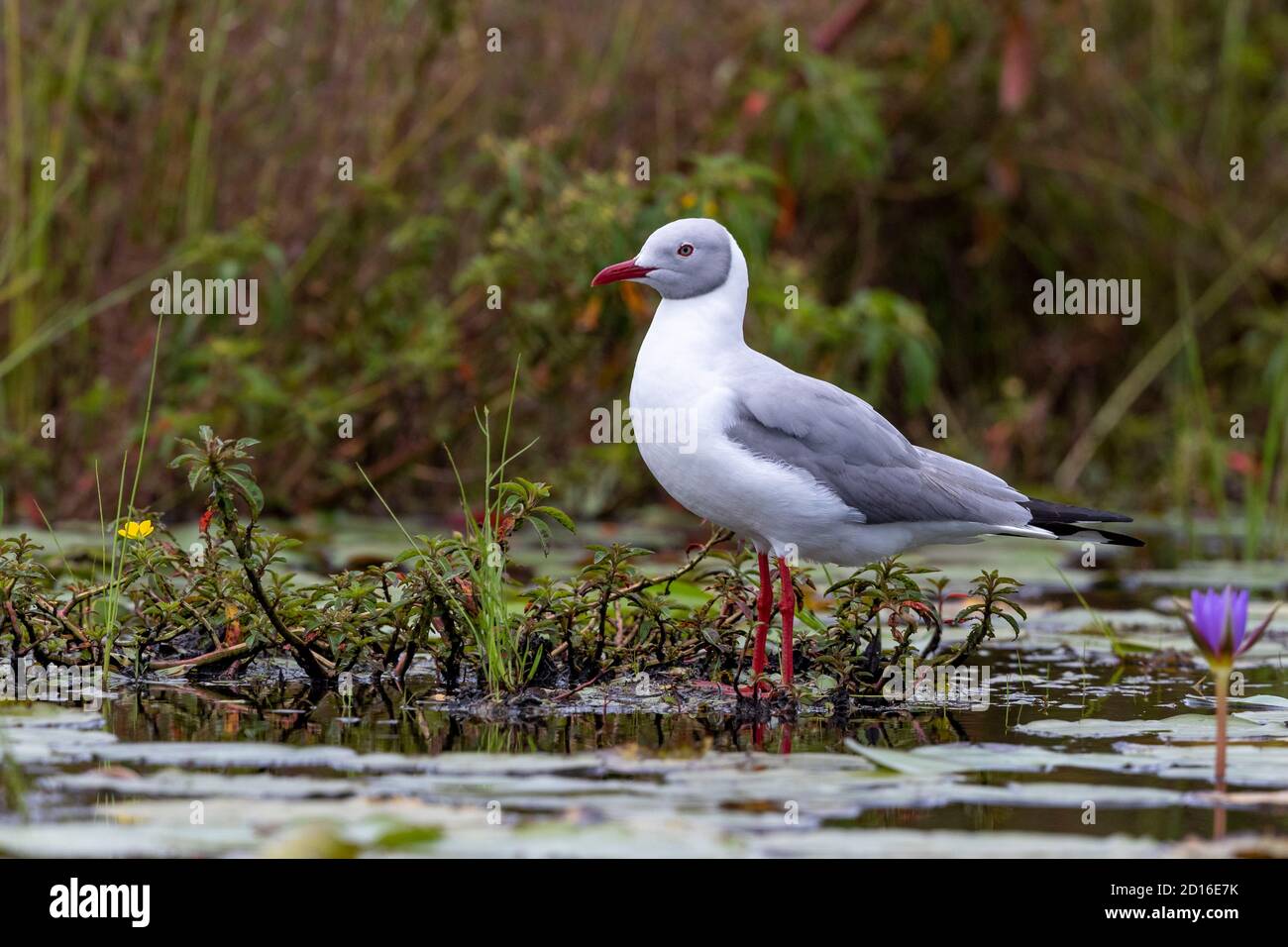 Uganda, Mabamba swamp, Grey-headed Gull (Chroicocephalus cirrocephalus ...