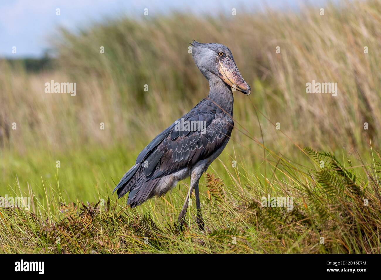 Uganda, Mabamba swamp, Shoebill (Balaeniceps rex), hunting for ...