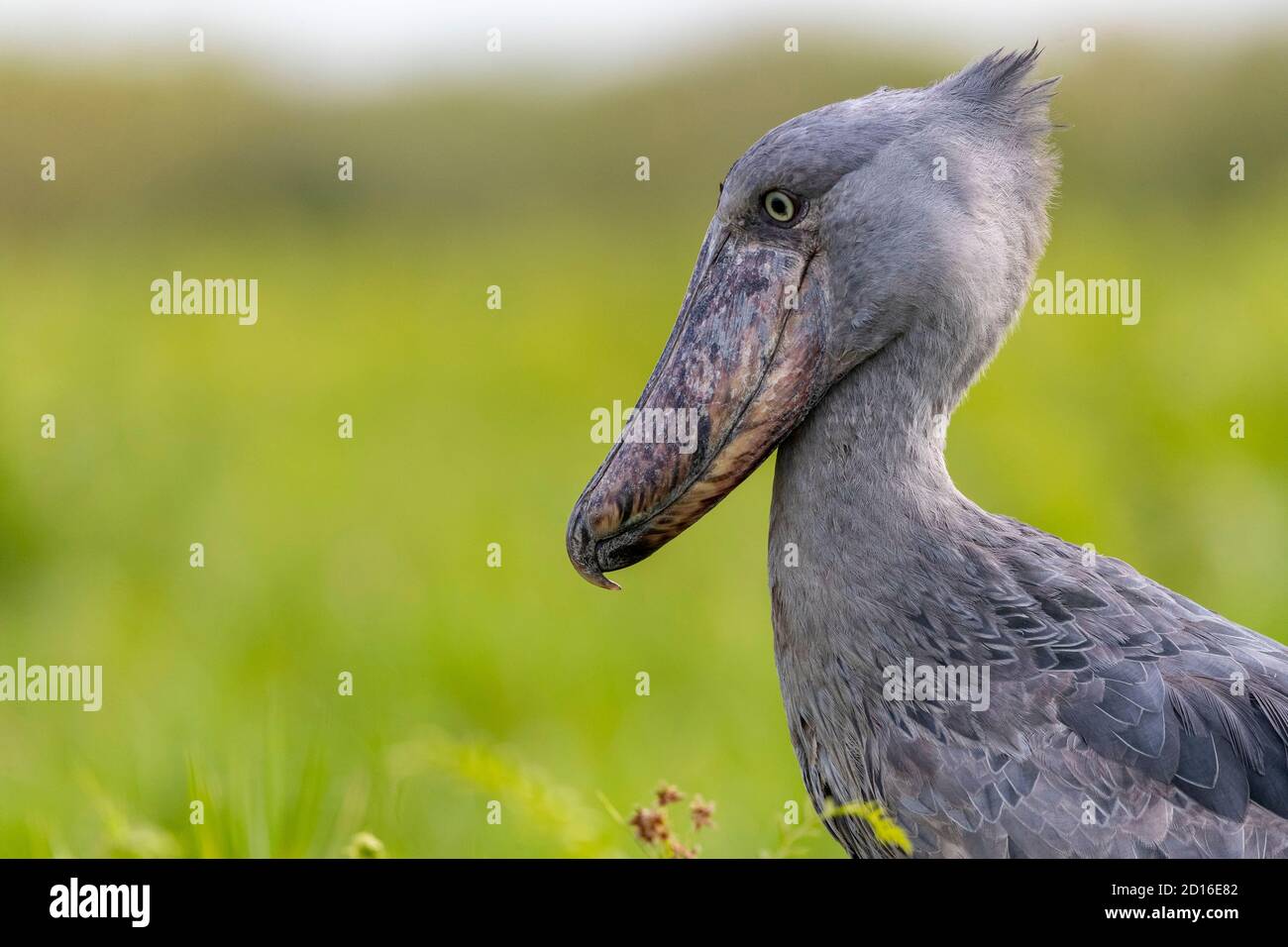 Uganda, Mabamba swamp, Shoebill (Balaeniceps rex), hunting for ...