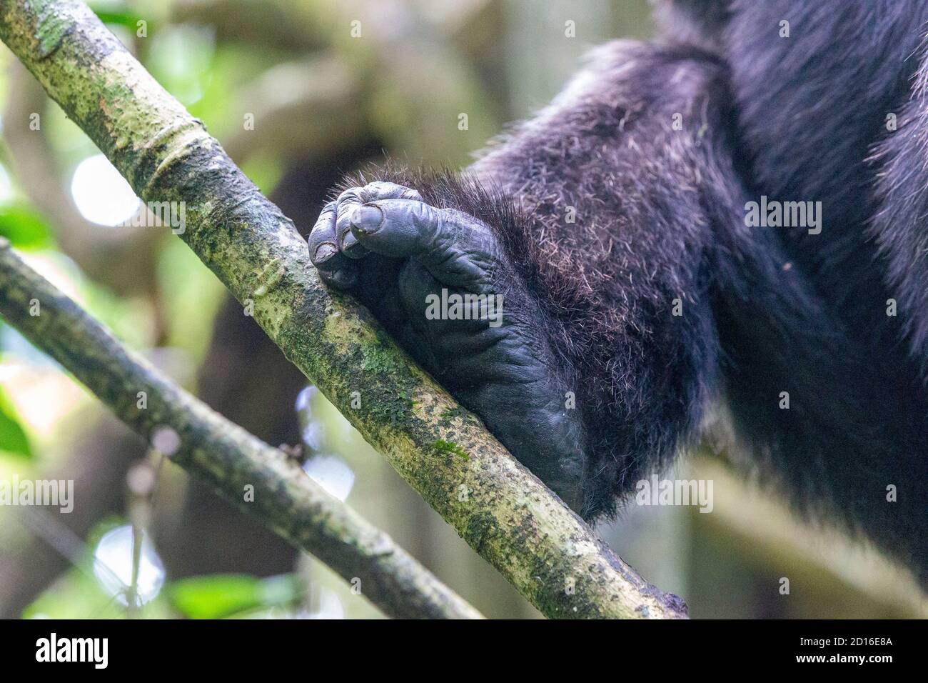 Male foot hi-res stock photography and images - Alamy