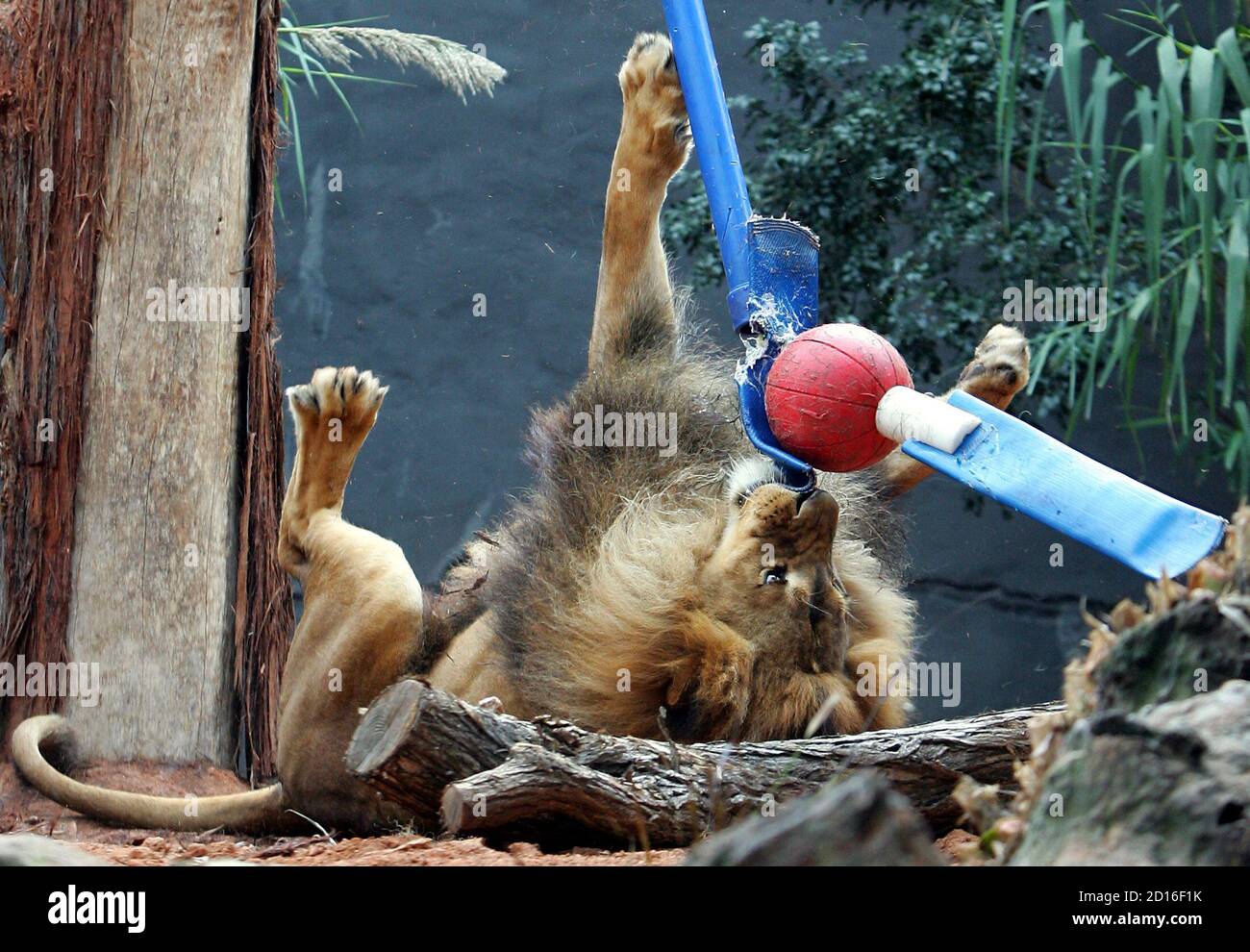 Bungee ball hi-res stock photography and images - Alamy