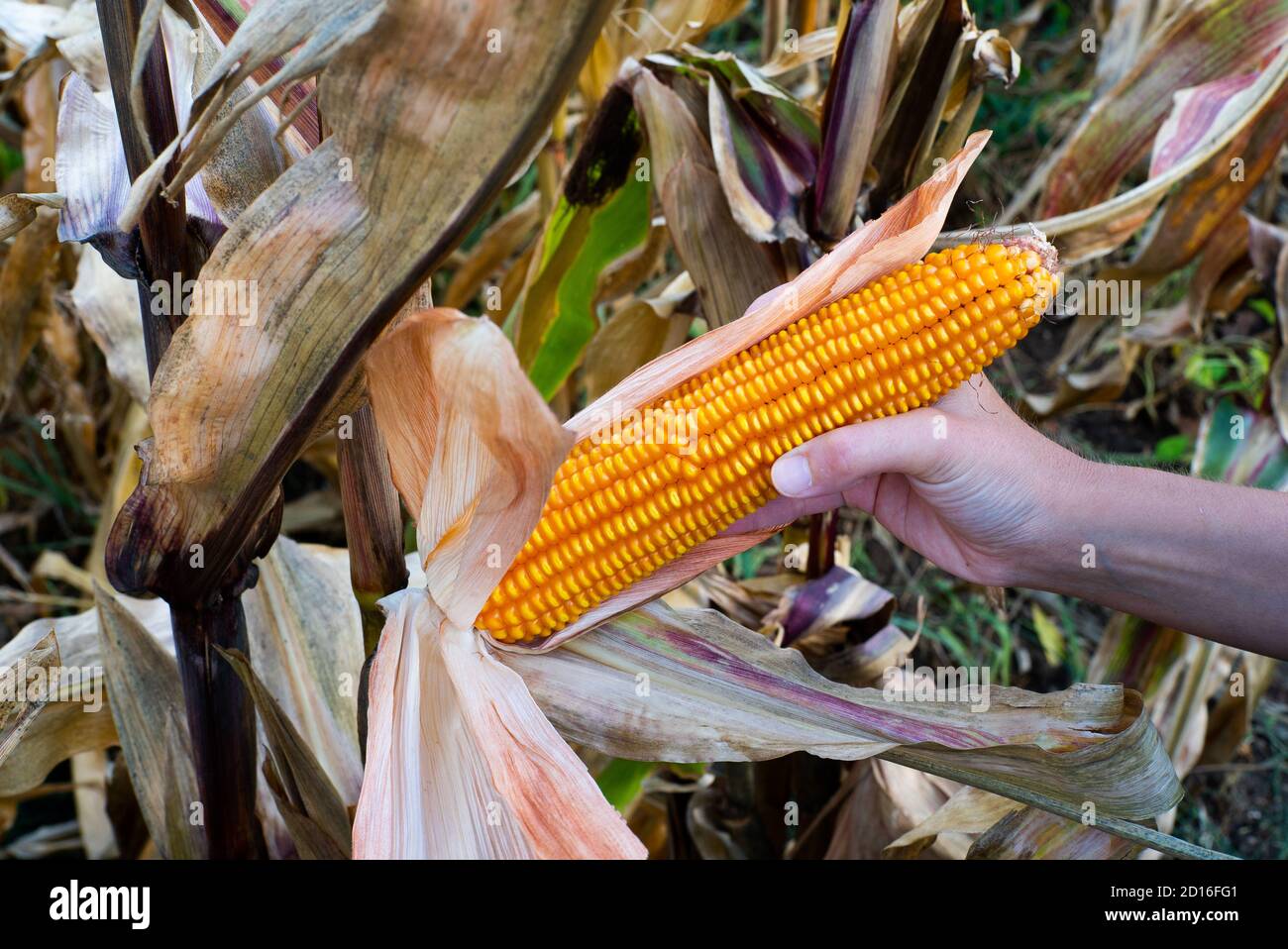 Woman With Corn On The Cob High Resolution Stock Photography and Images ...