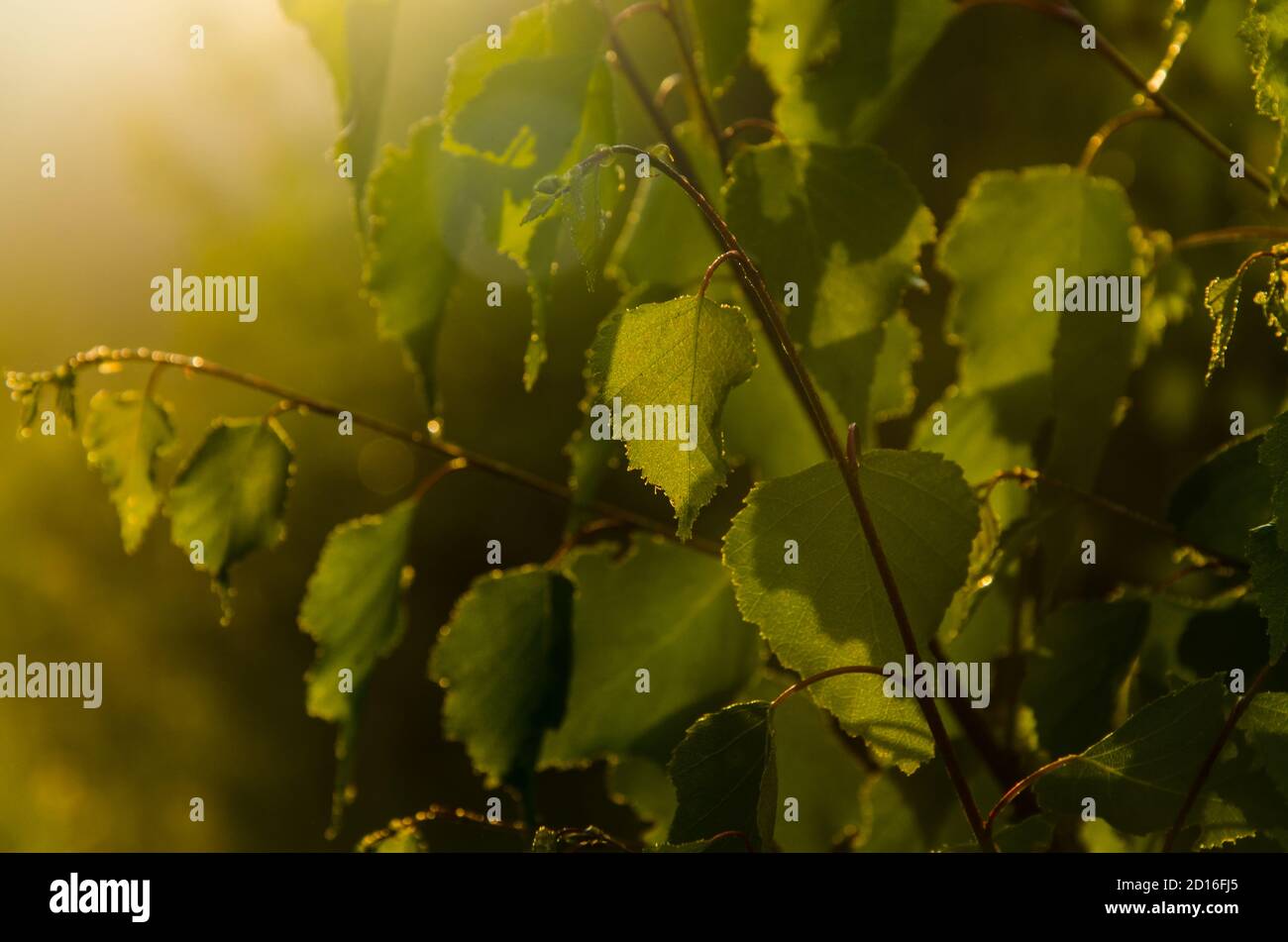 Thick birch branches green leaves hi-res stock photography and images ...