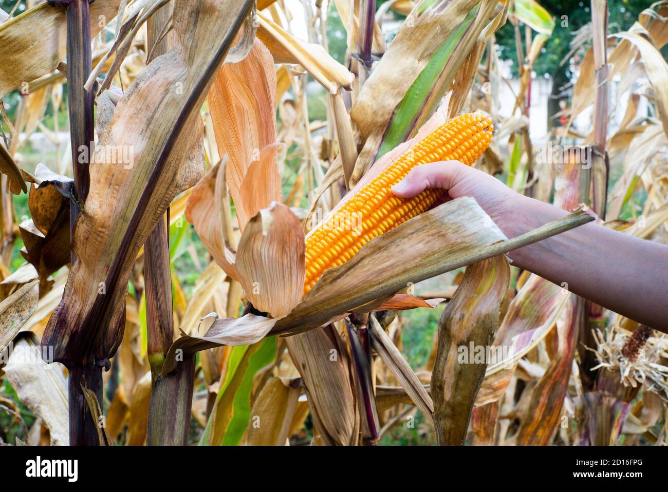 Woman With Corn On The Cob High Resolution Stock Photography and Images ...