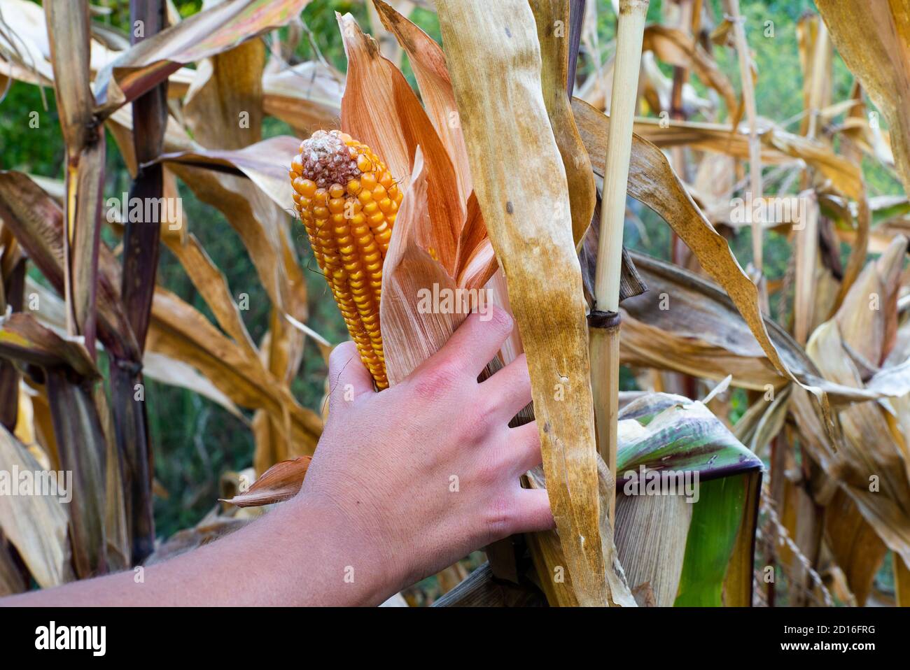 hand of woman collects corn on the cob from the plant. biological ...