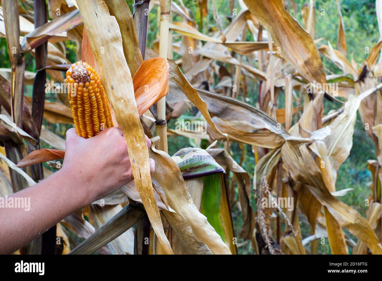 Woman with corn on the cob hi-res stock photography and images - Alamy