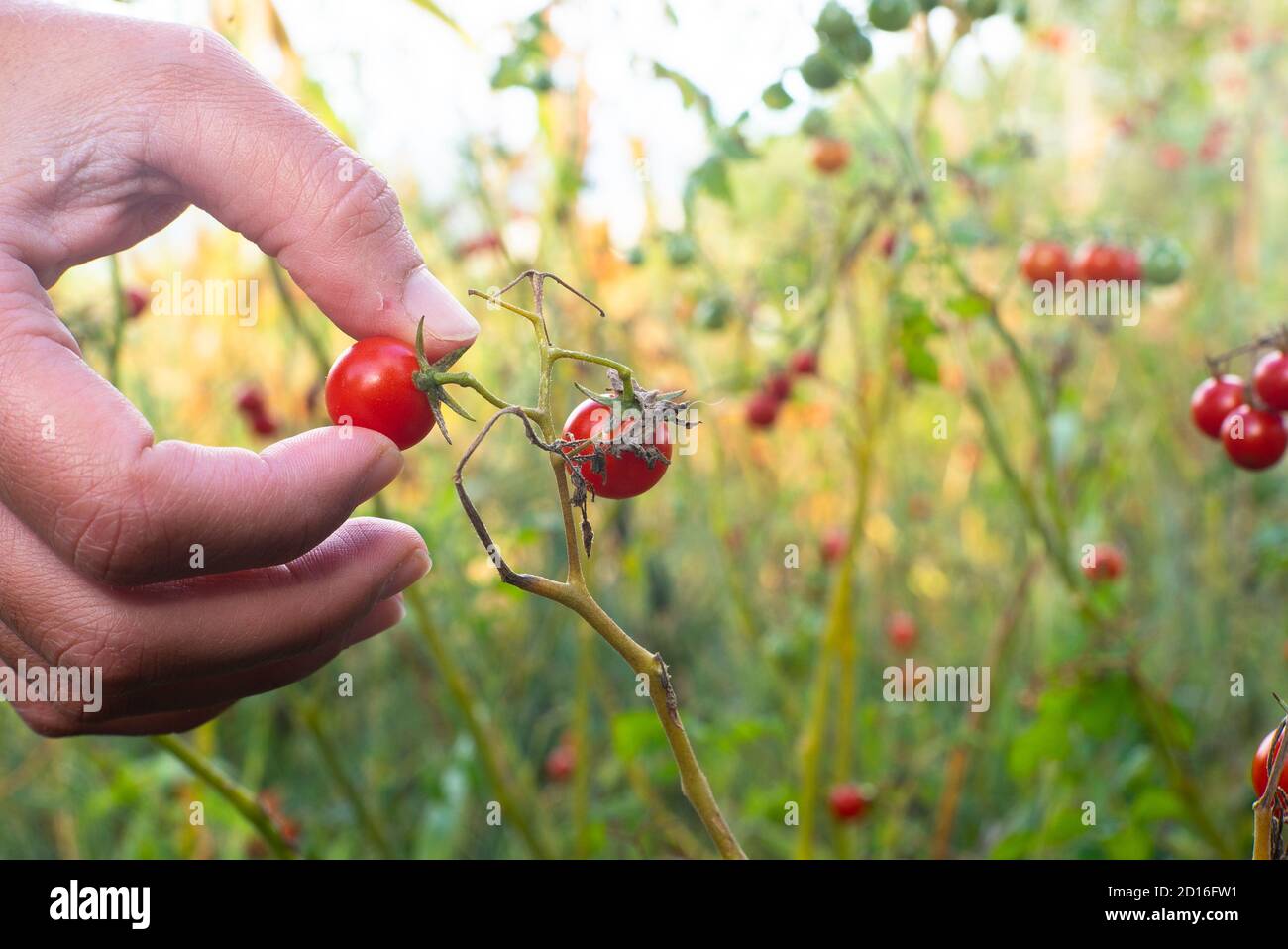 hand of woman collects small red cherry tomatoes. organic farming Stock Photo - Alamy