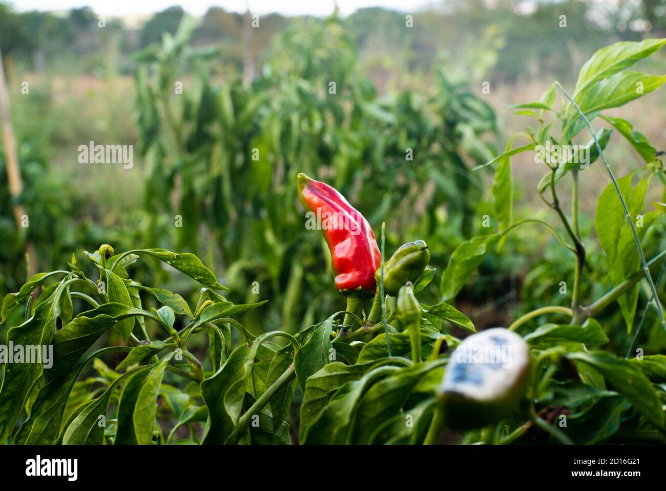 red pepper on plant. biological agriculture Stock Photo - Alamy