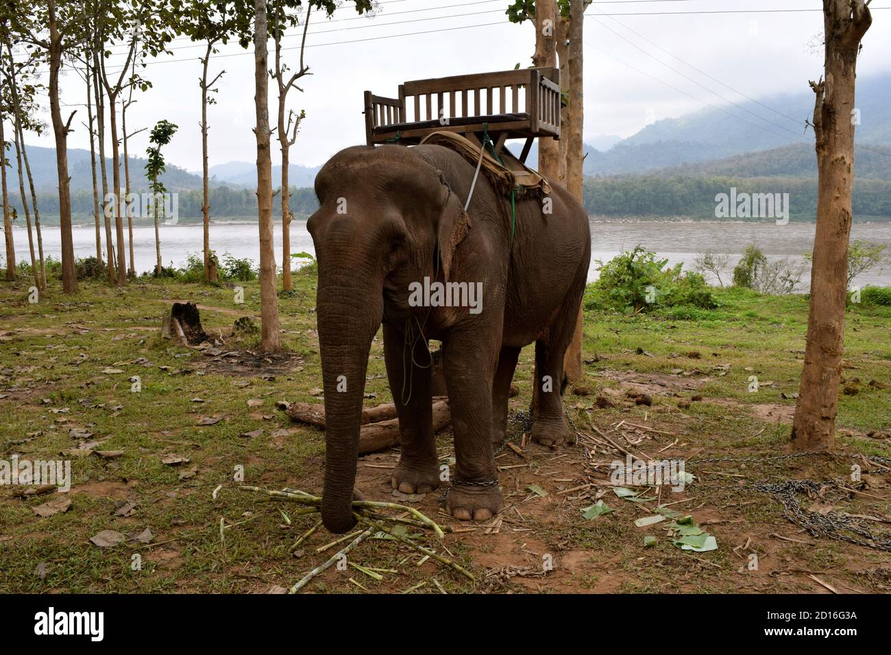 Elephant village hi-res stock photography and images - Alamy