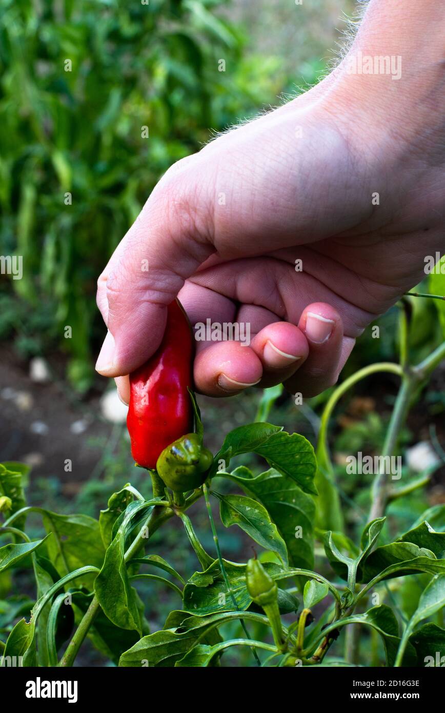 Hand picking ripe pepper from hi-res stock photography and images - Alamy