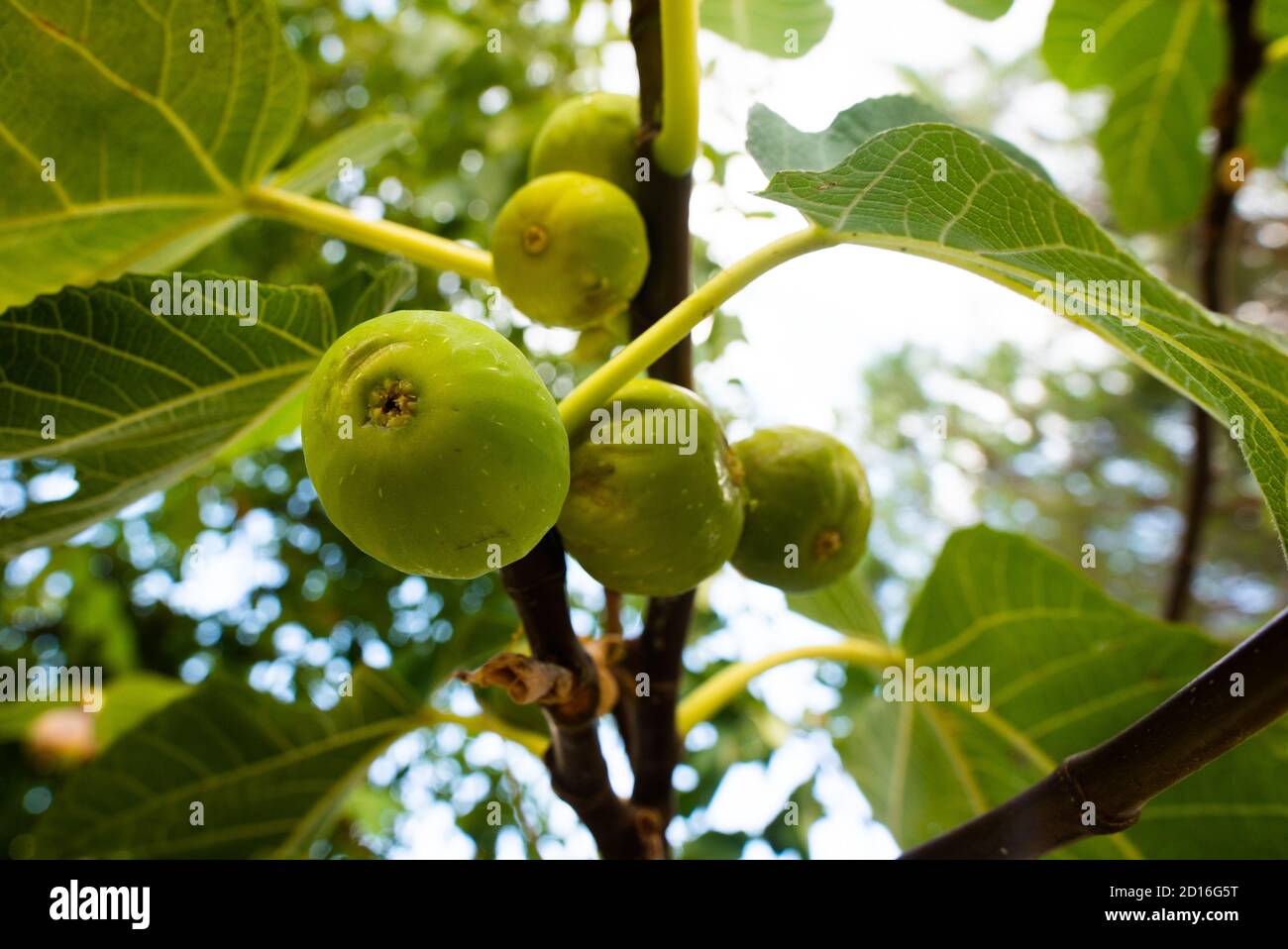 fruit: detail figs on tree Stock Photo - Alamy