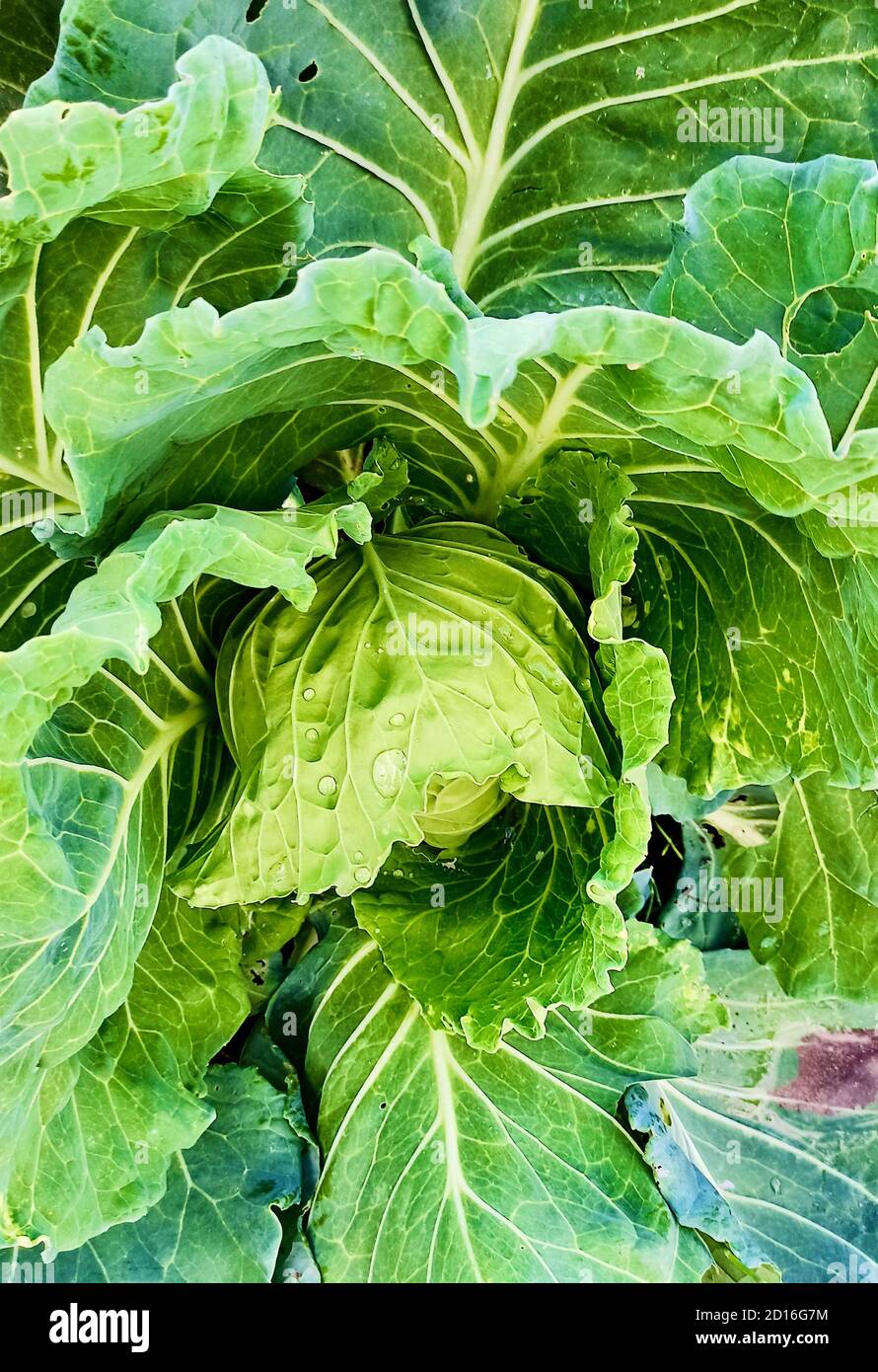 vegetables. detail of cabbage. view from above Stock Photo - Alamy