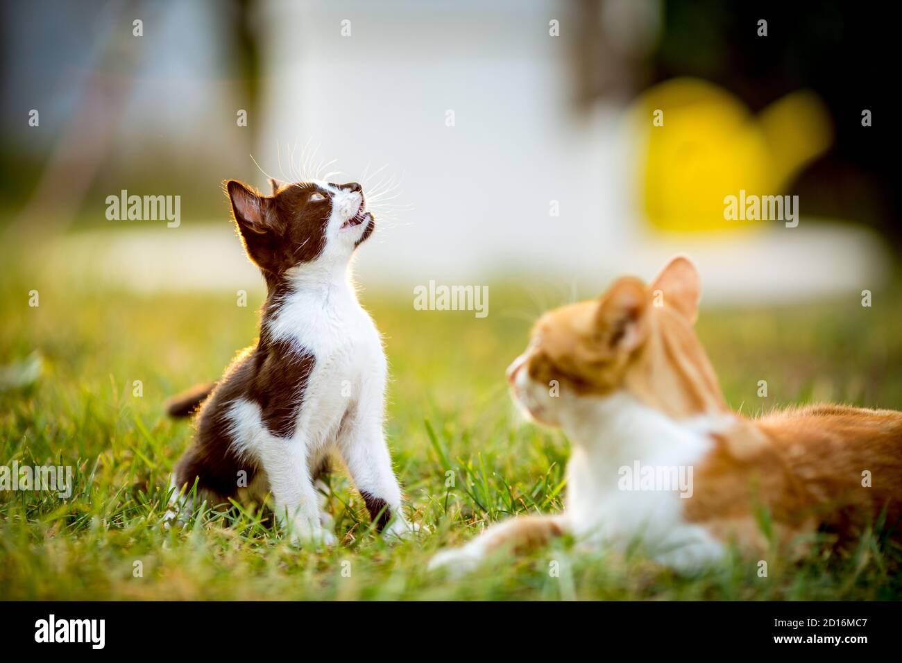 Black and white kitten looking up, domestic animals, pet photography of ...