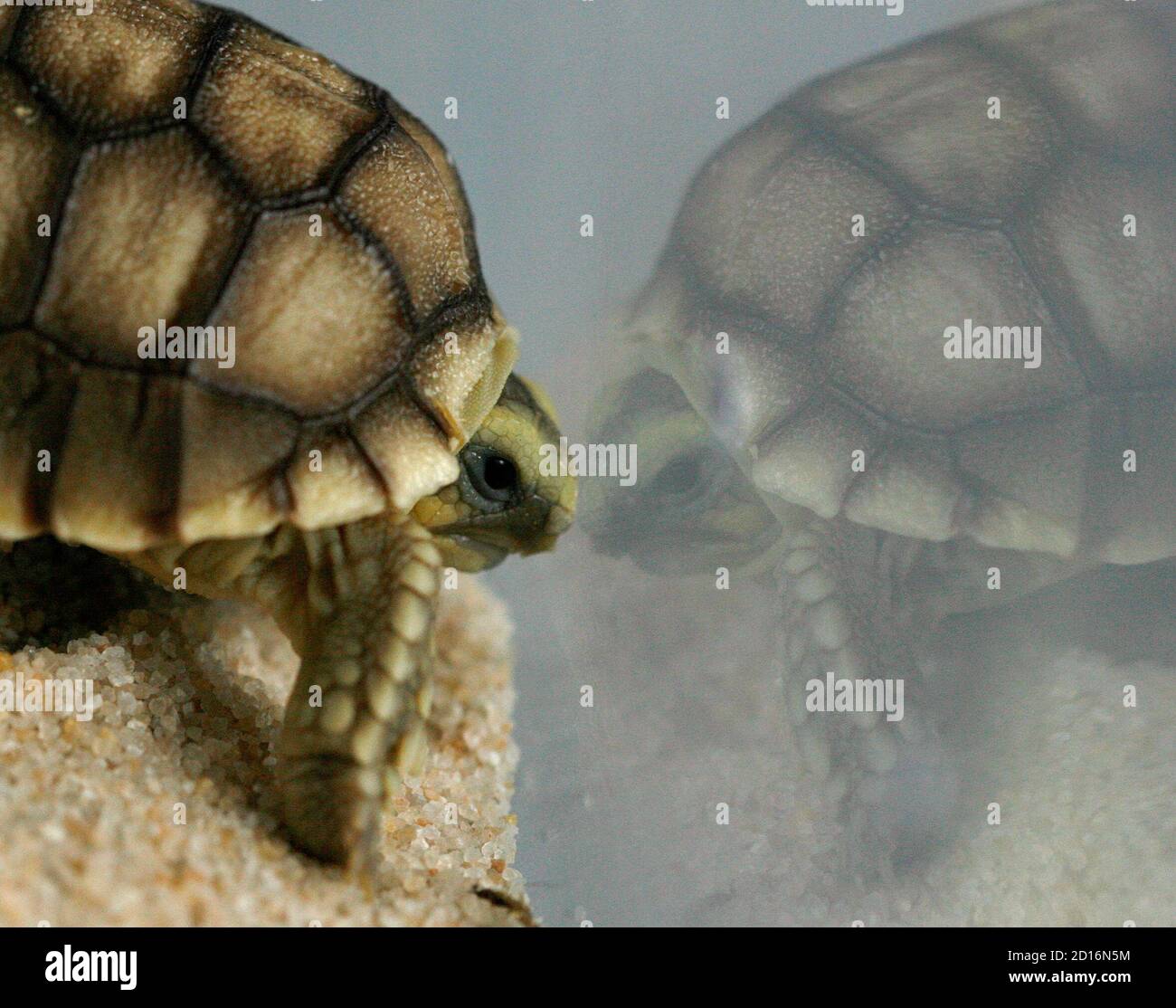 Baby box turtle hi-res stock photography and images - Alamy