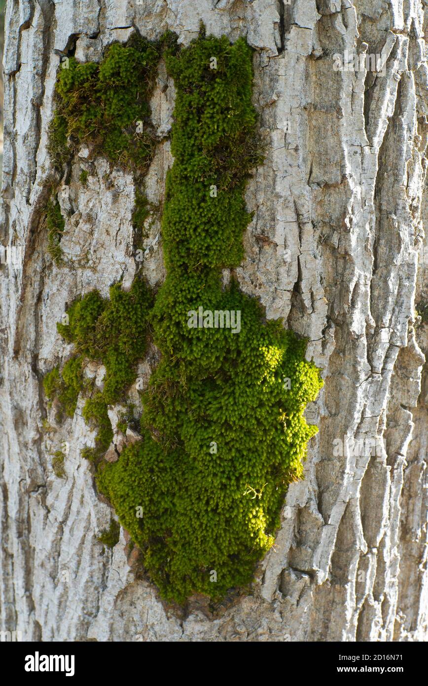 detail of moss on tree bark Stock Photo - Alamy