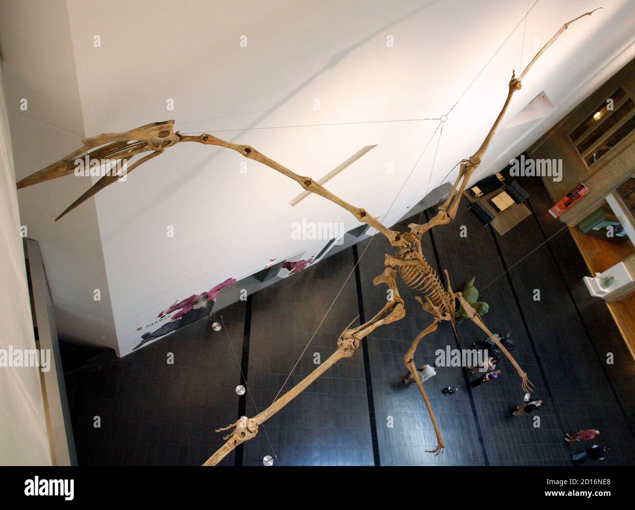 Skeleton reconstruction hi-res stock photography and images - Alamy