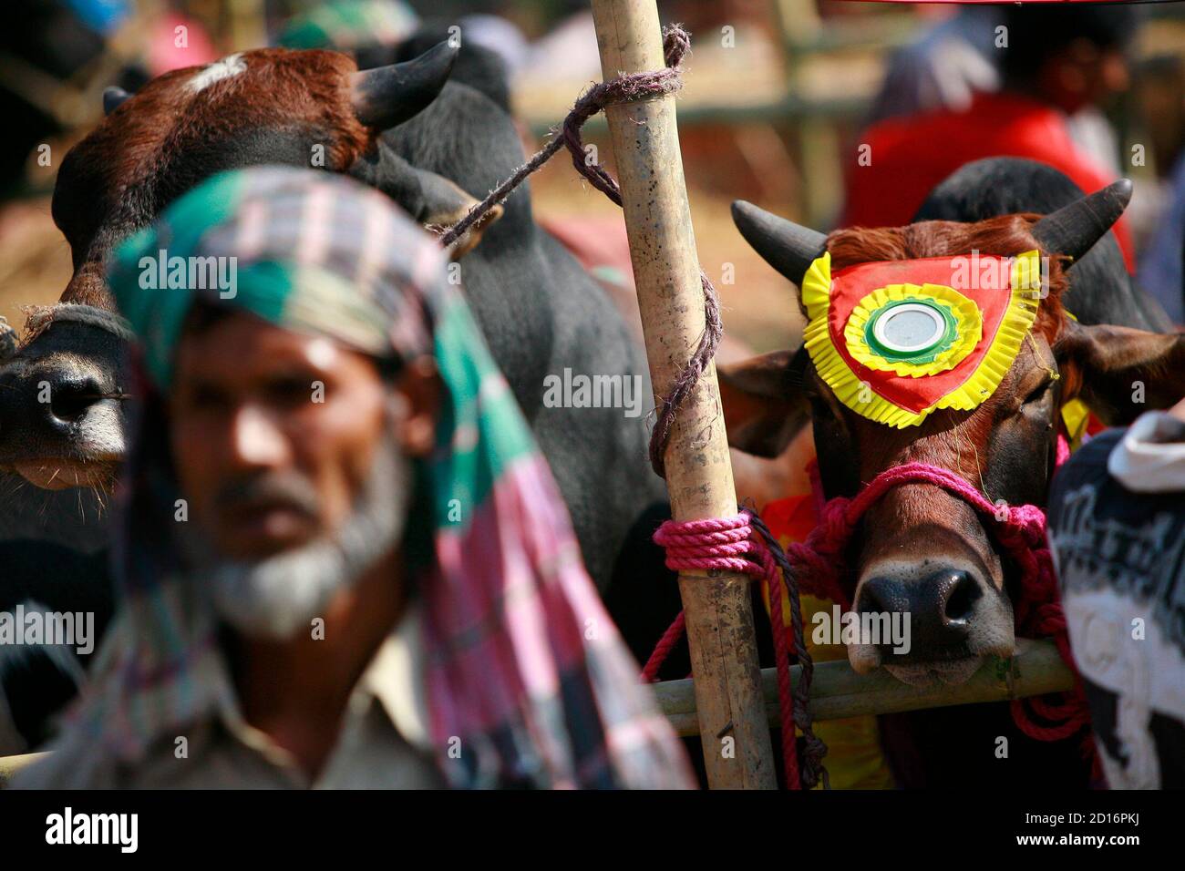 Bangladesh cow market hi-res stock photography and images - Alamy