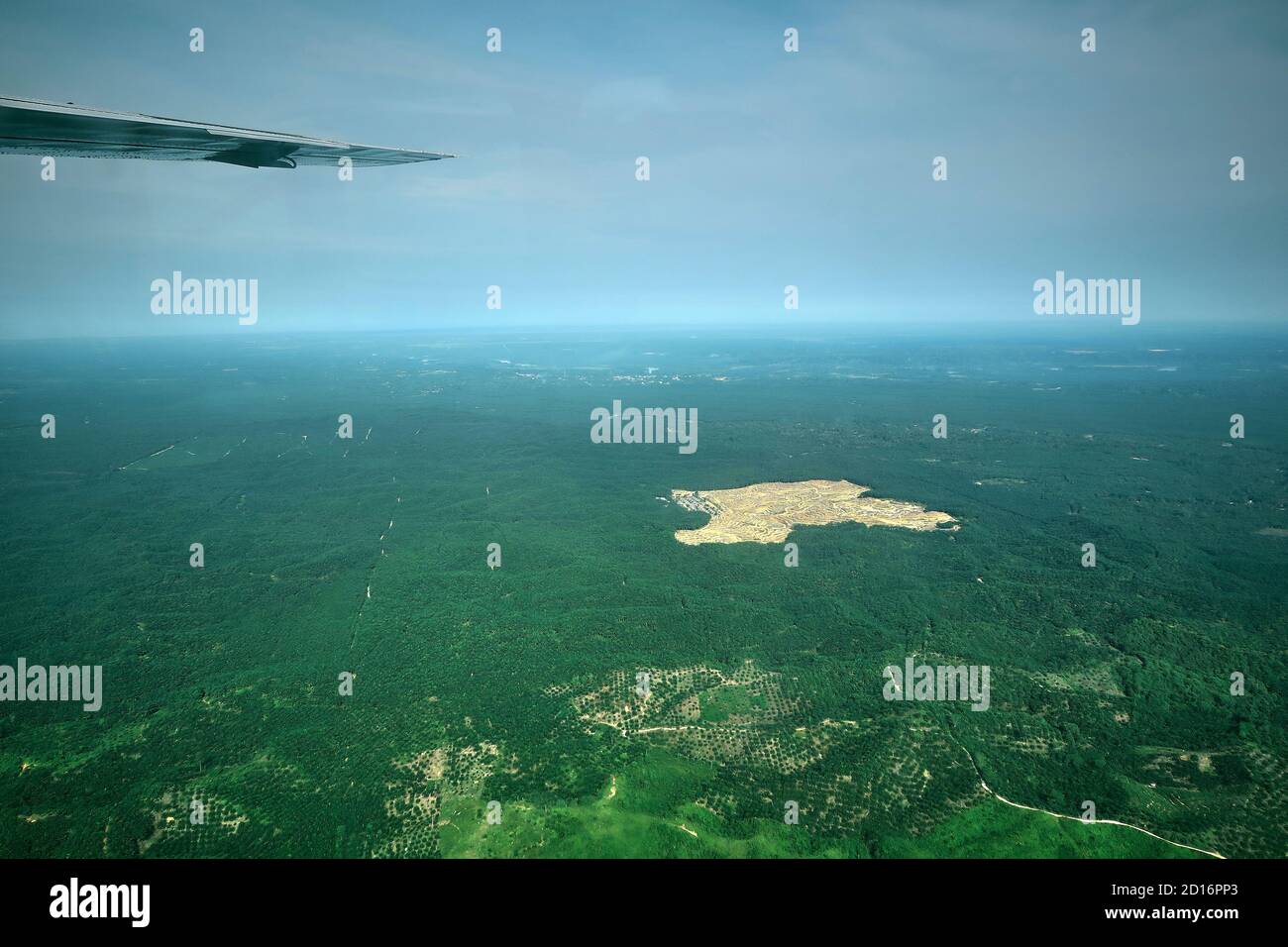 A palm tree plantation, Aerial View of rainforest deforestation in ...