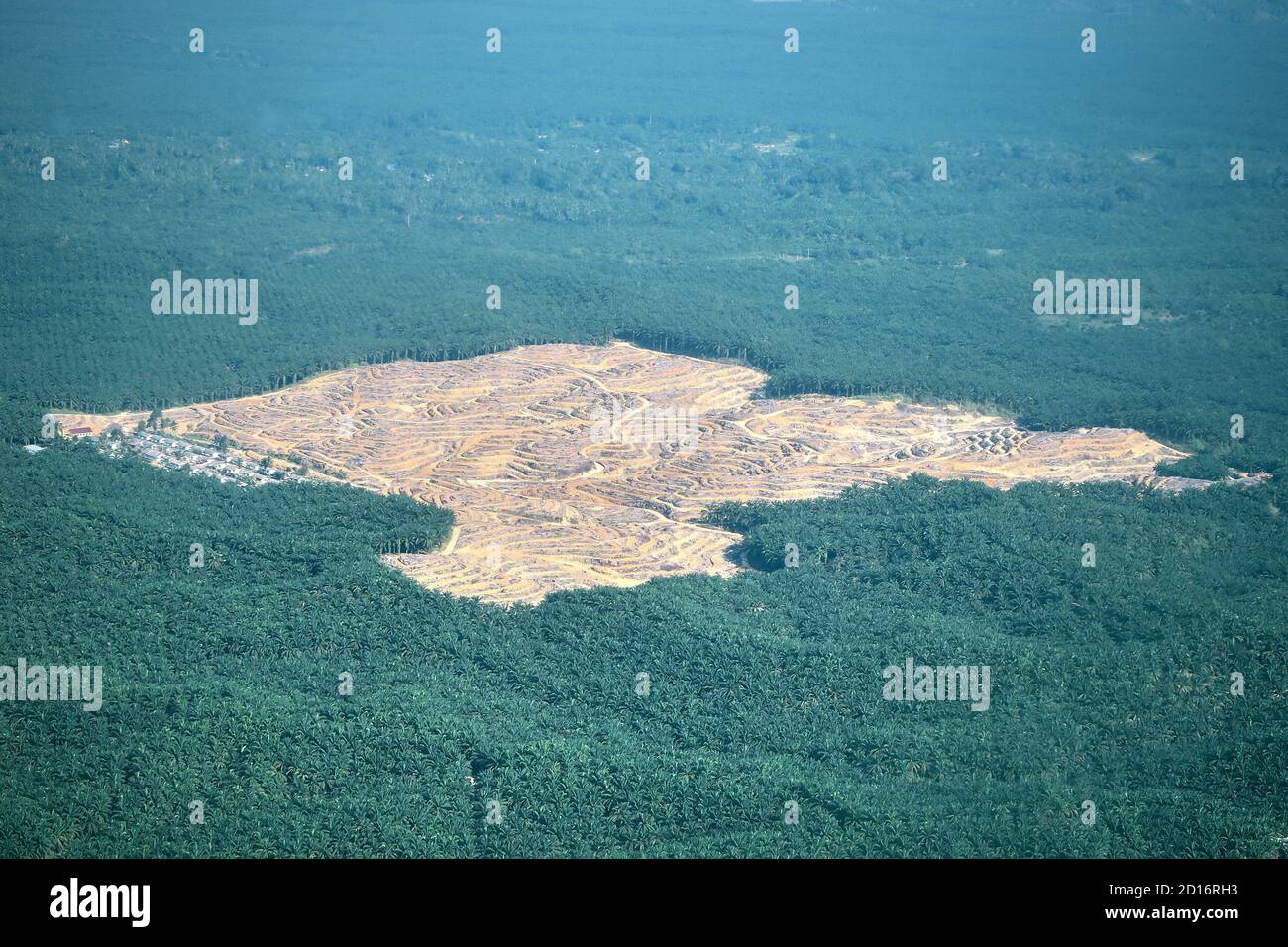 A palm tree plantation, Aerial View of rainforest deforestation in ...