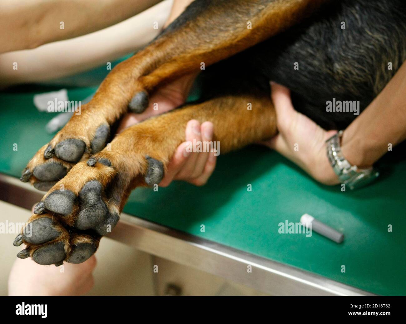 Shepherd rottweiler cross hi-res stock photography and images - Alamy