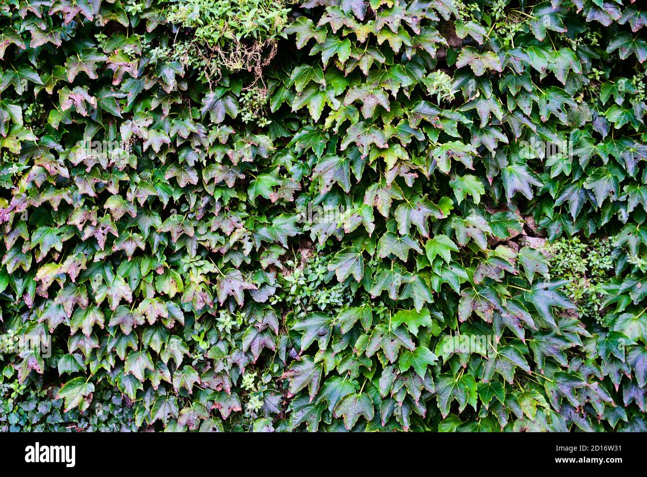 green texture. leaves on wall Stock Photo - Alamy