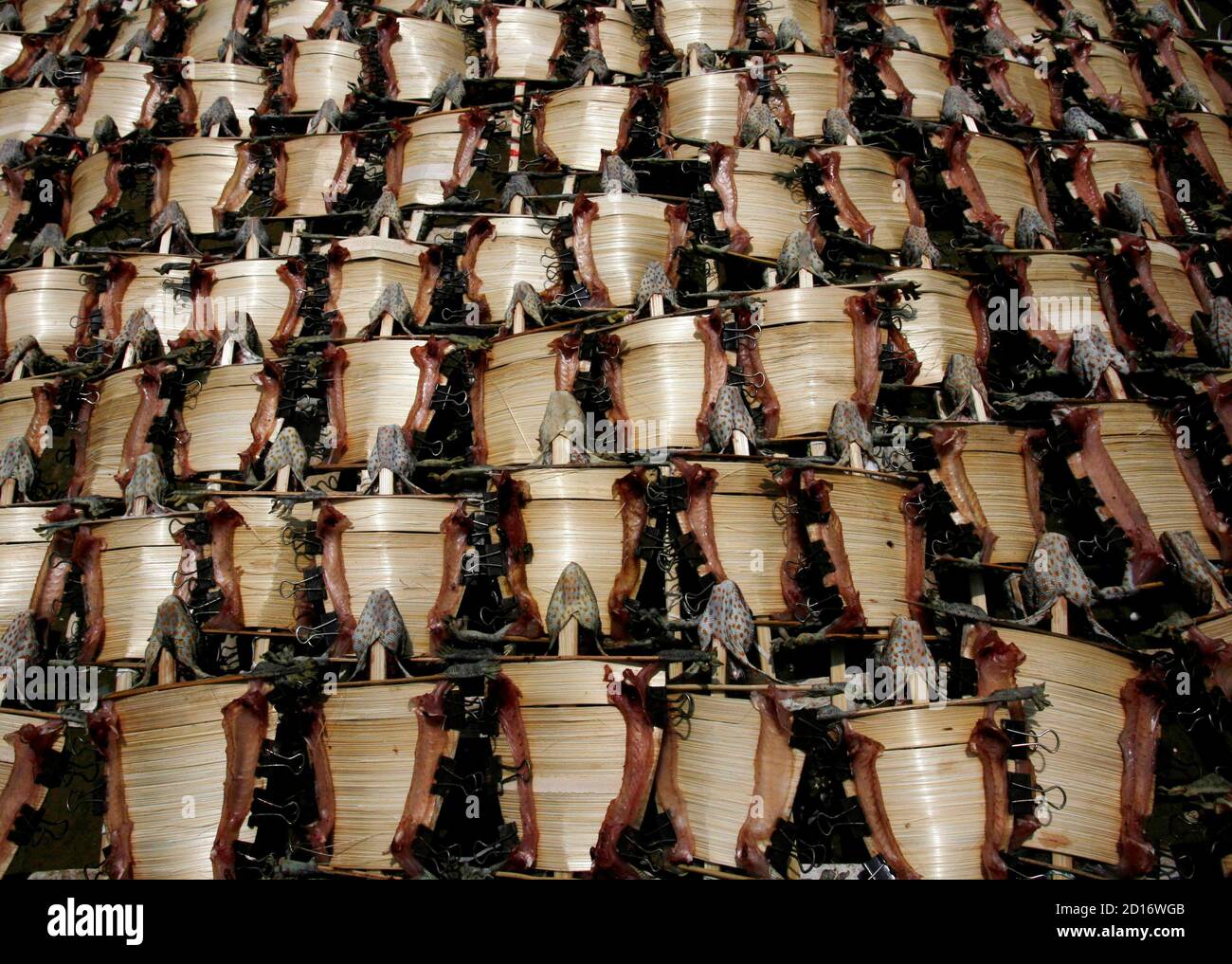 Home gecko hi-res stock photography and images - Alamy