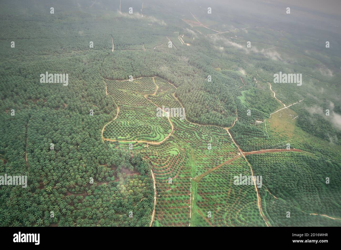 A palm tree plantation, Aerial View of rainforest deforestation in ...