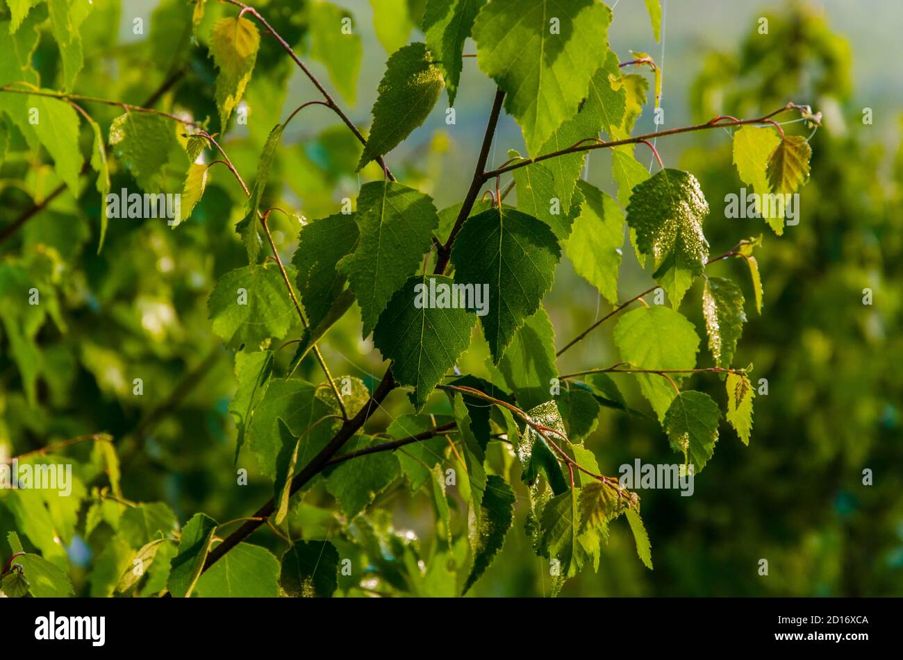 Thick birch branches green leaves hi-res stock photography and images ...