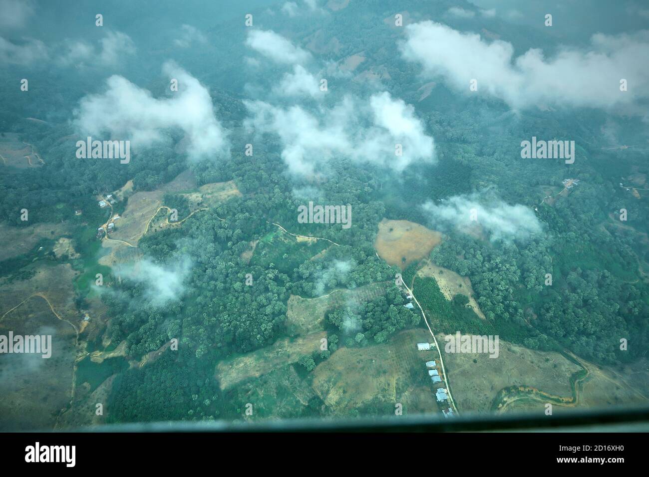A palm tree plantation, Aerial View of rainforest deforestation in ...