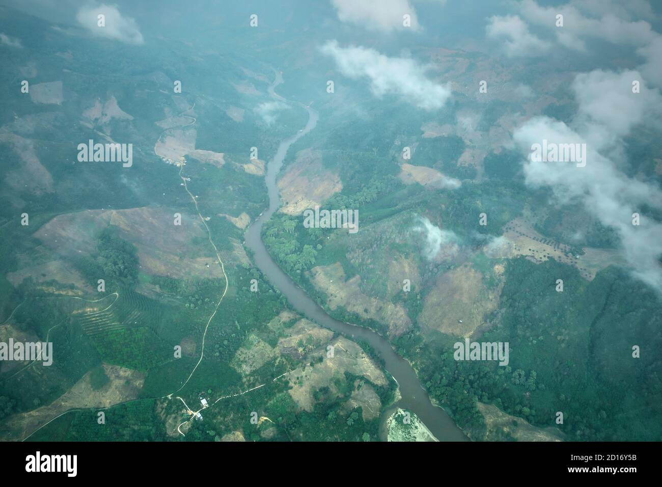 A palm tree plantation, Aerial View of rainforest deforestation in ...