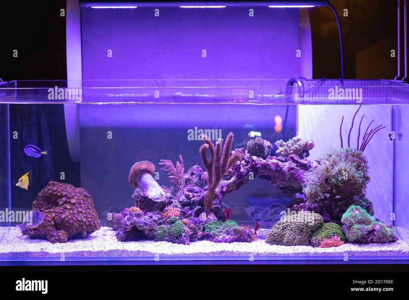 Big aquarium hi-res stock photography and images - Alamy