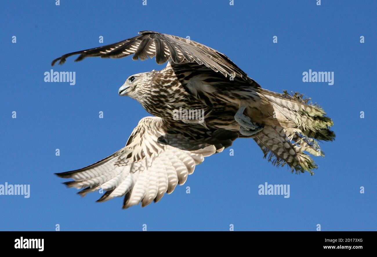 Altai falcon hi-res stock photography and images - Alamy