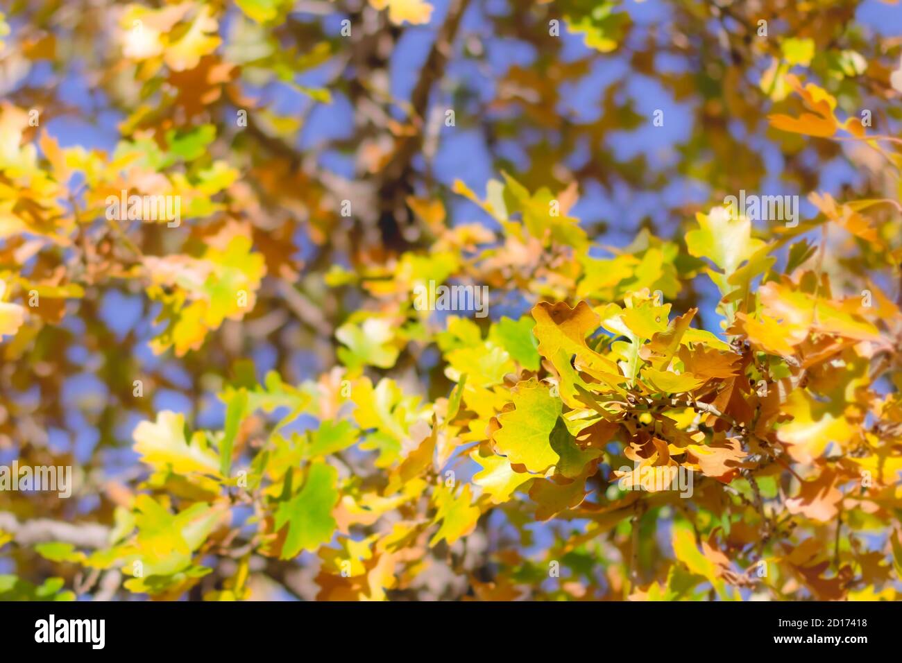Oak tree leaves in autumn colours Stock Photo - Alamy