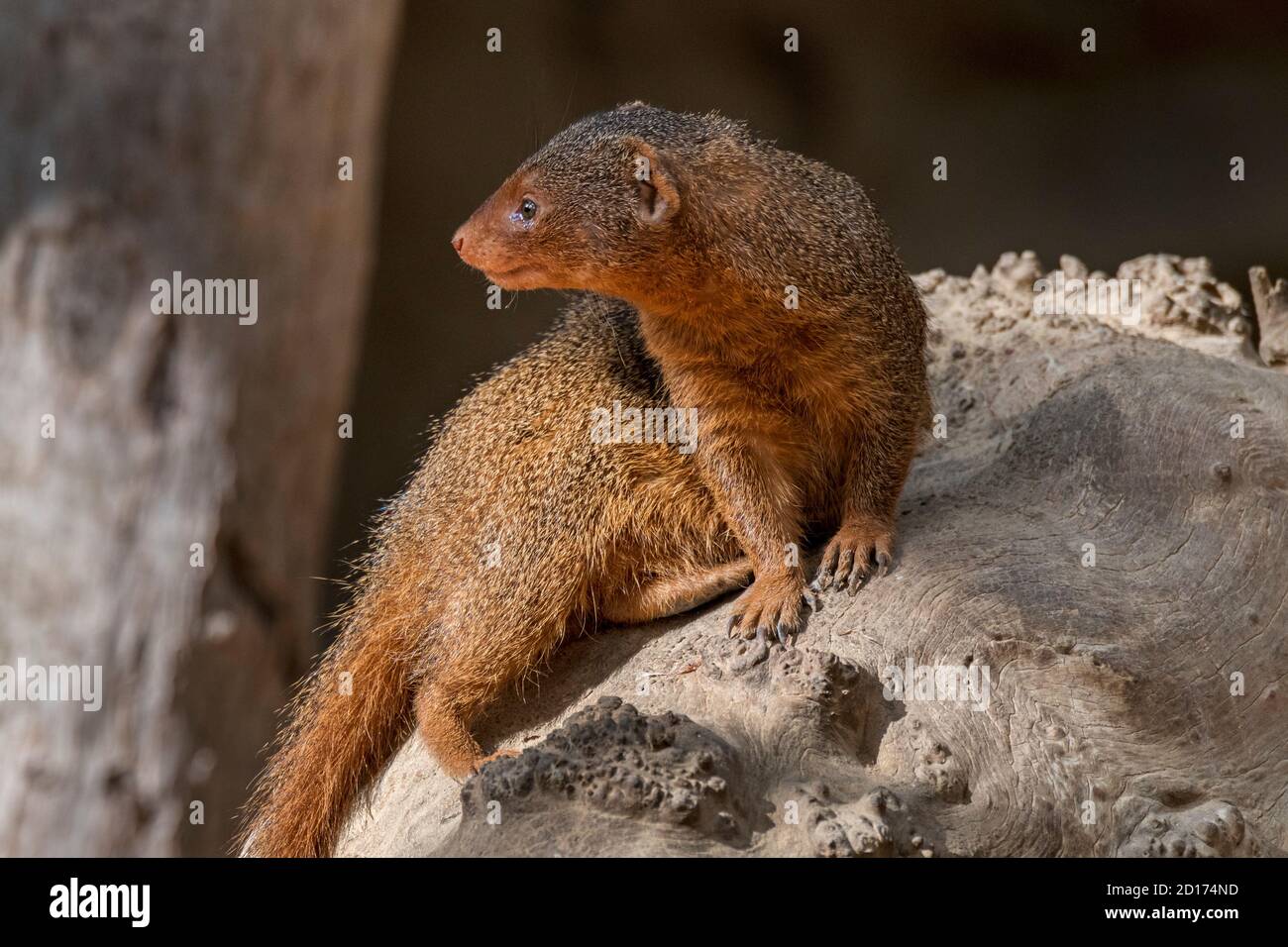 Common dwarf mongoose (Helogale parvula), native to East and southern ...