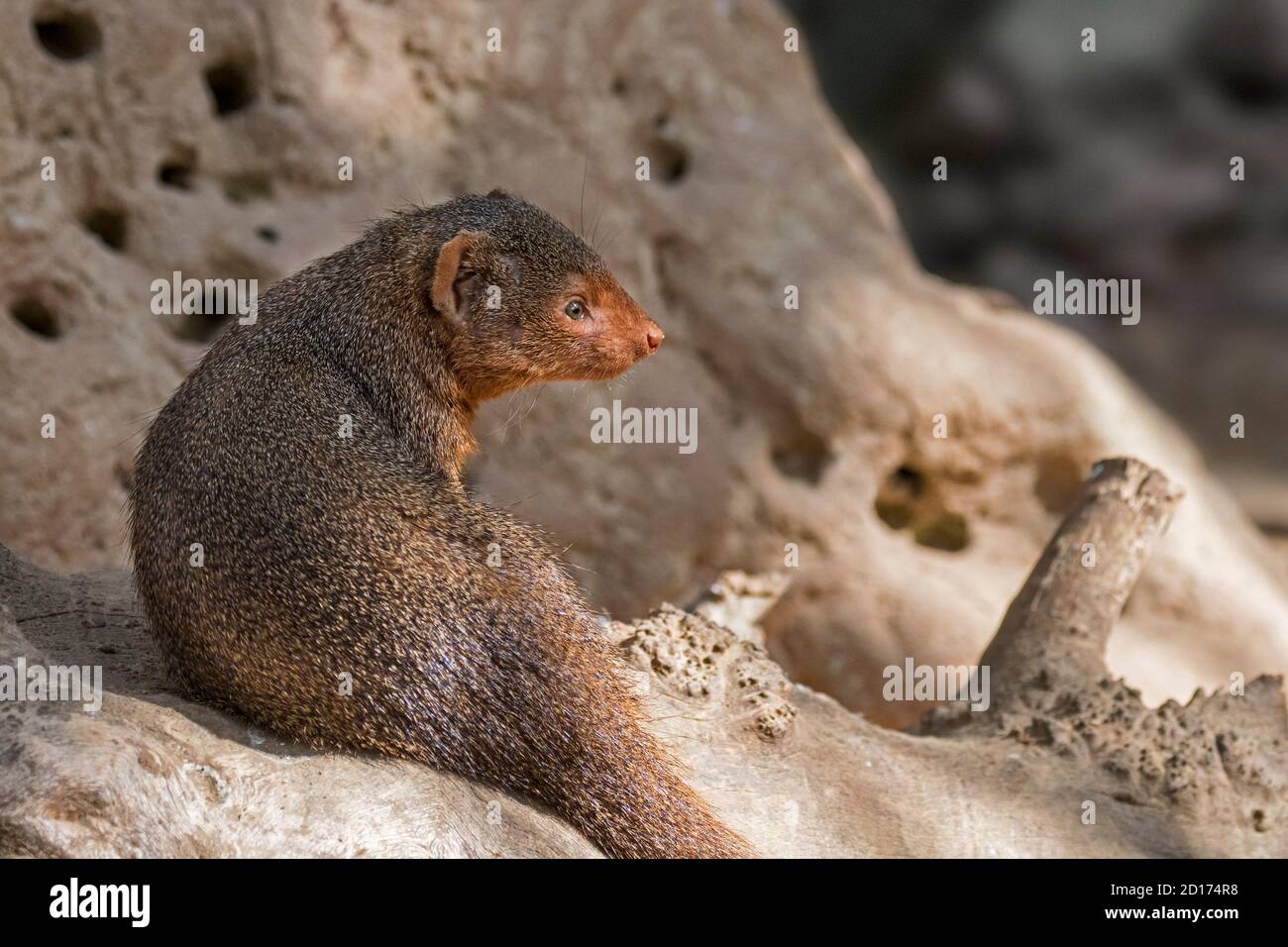 Common dwarf mongoose (Helogale parvula) in zoo, native to East and ...
