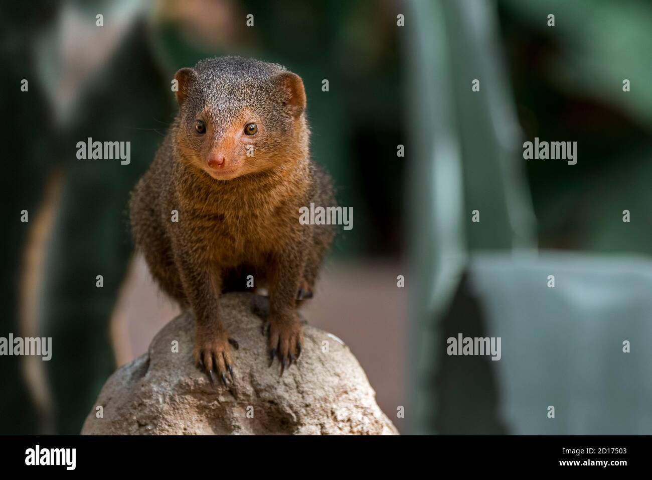 Common dwarf mongoose (Helogale parvula), native to East and southern ...