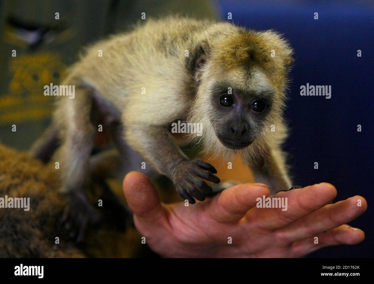 Monkey photocall hi-res stock photography and images - Alamy