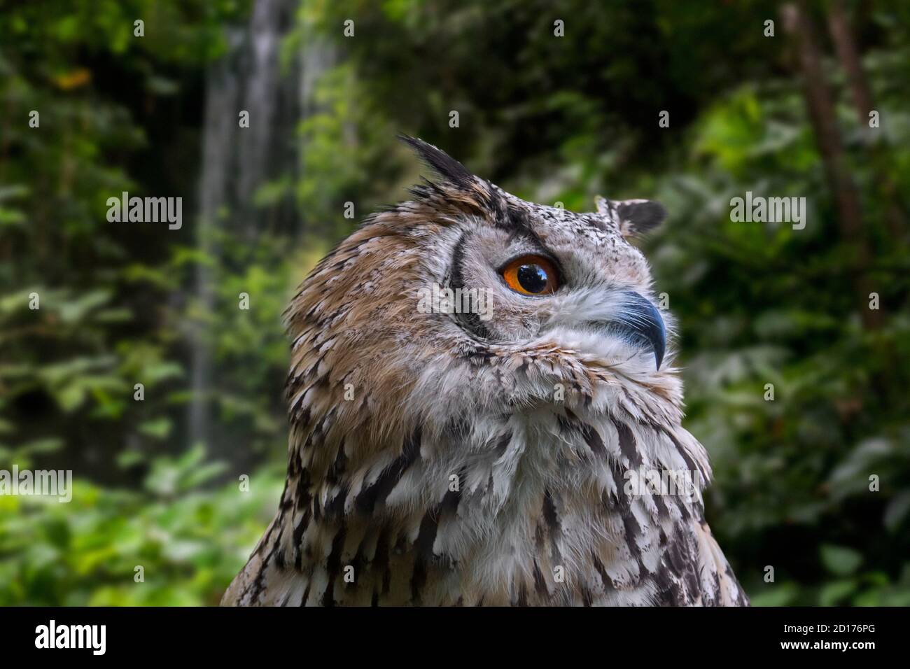Indian eagle-owl / rock eagle-owl / Bengal eagle-owl (Bubo bengalensis) horned owl species ...