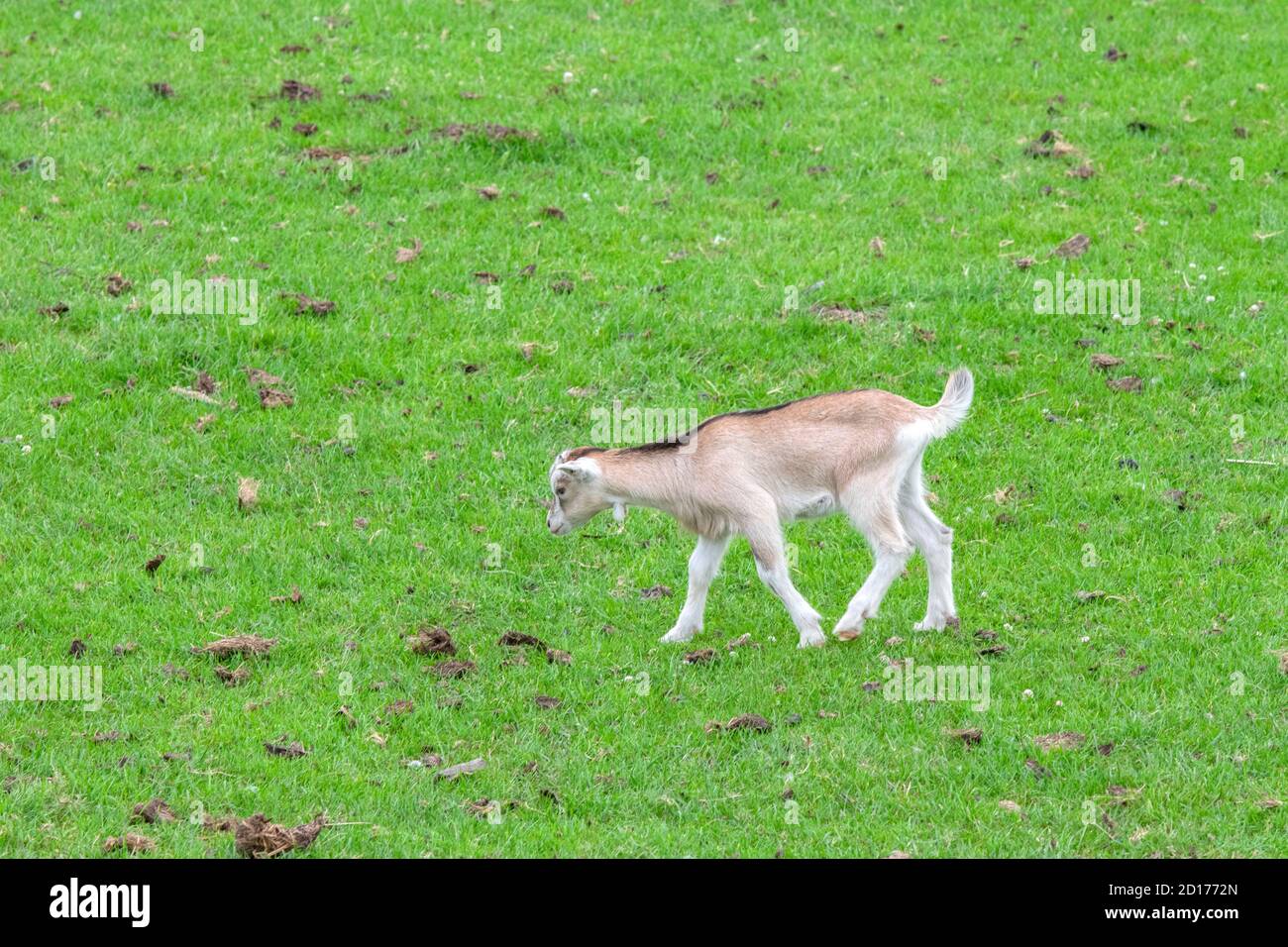 Close up newborn baby goat hi-res stock photography and images - Alamy