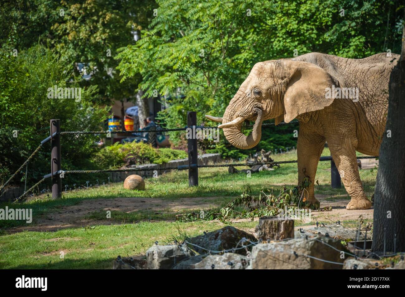An elephant walking in a zoo Stock Photo - Alamy
