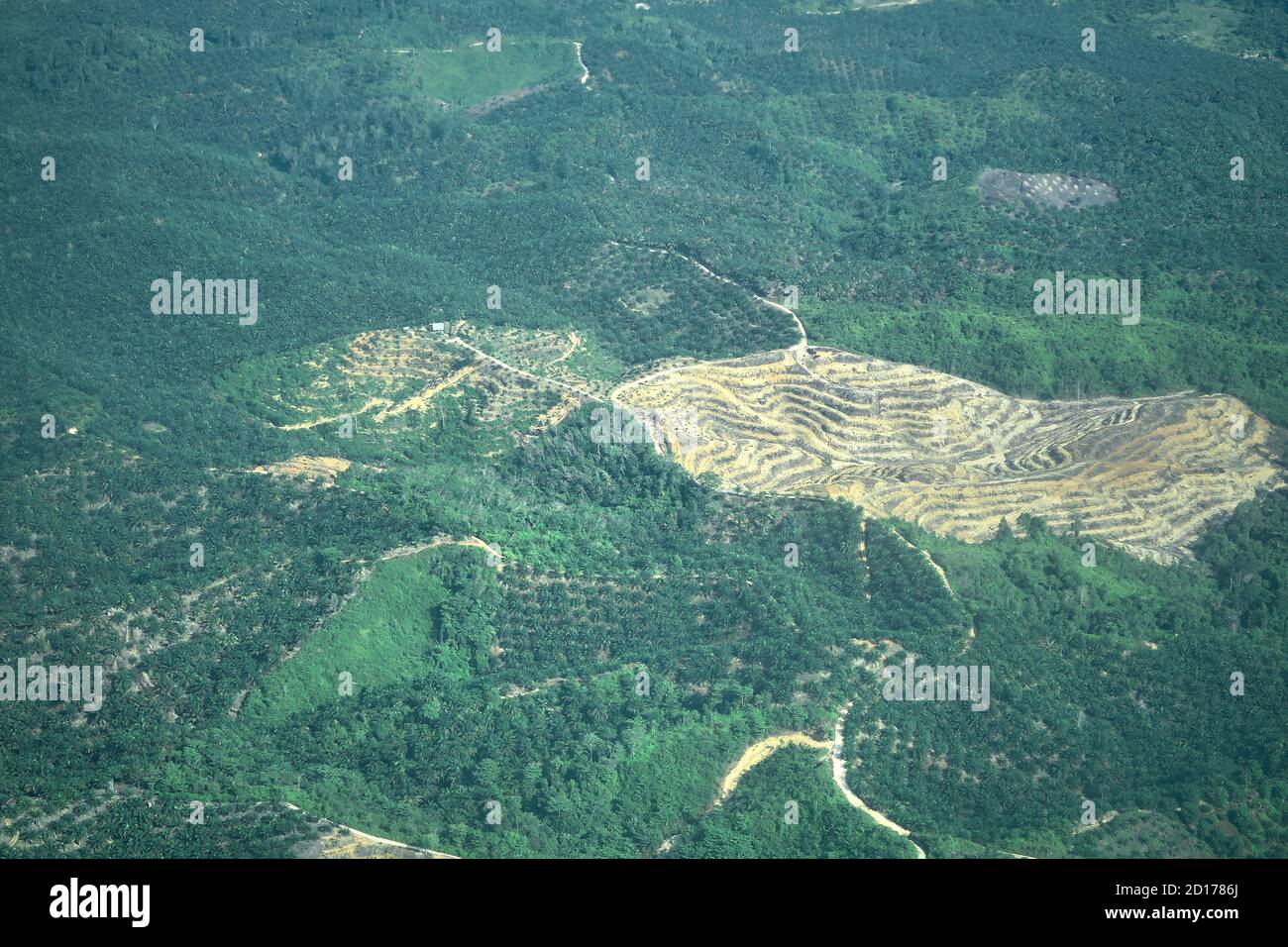 A palm tree plantation, Aerial View of rainforest deforestation in ...