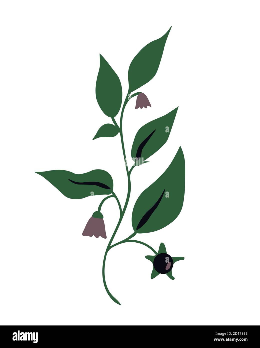 Atropa belladonna isolated vector plant Stock Vector Image & Art - Alamy
