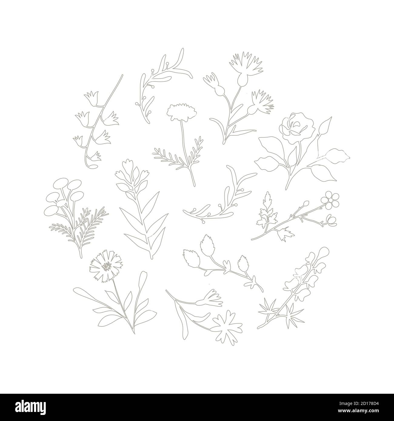 Isolated contour vector flowers set Stock Vector Image & Art - Alamy