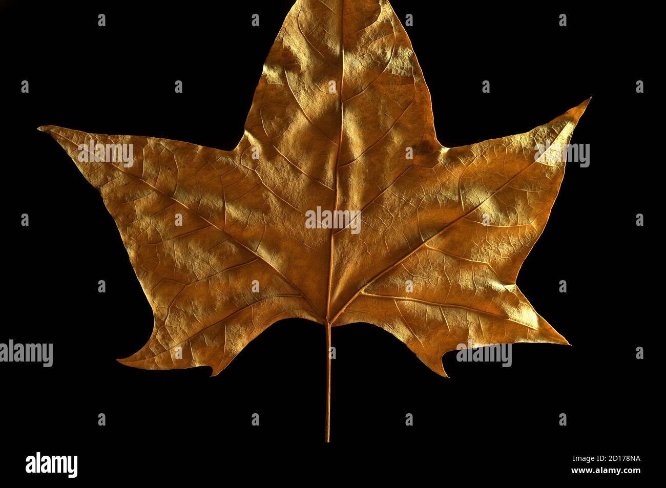 Gold color background hi-res stock photography and images - Alamy