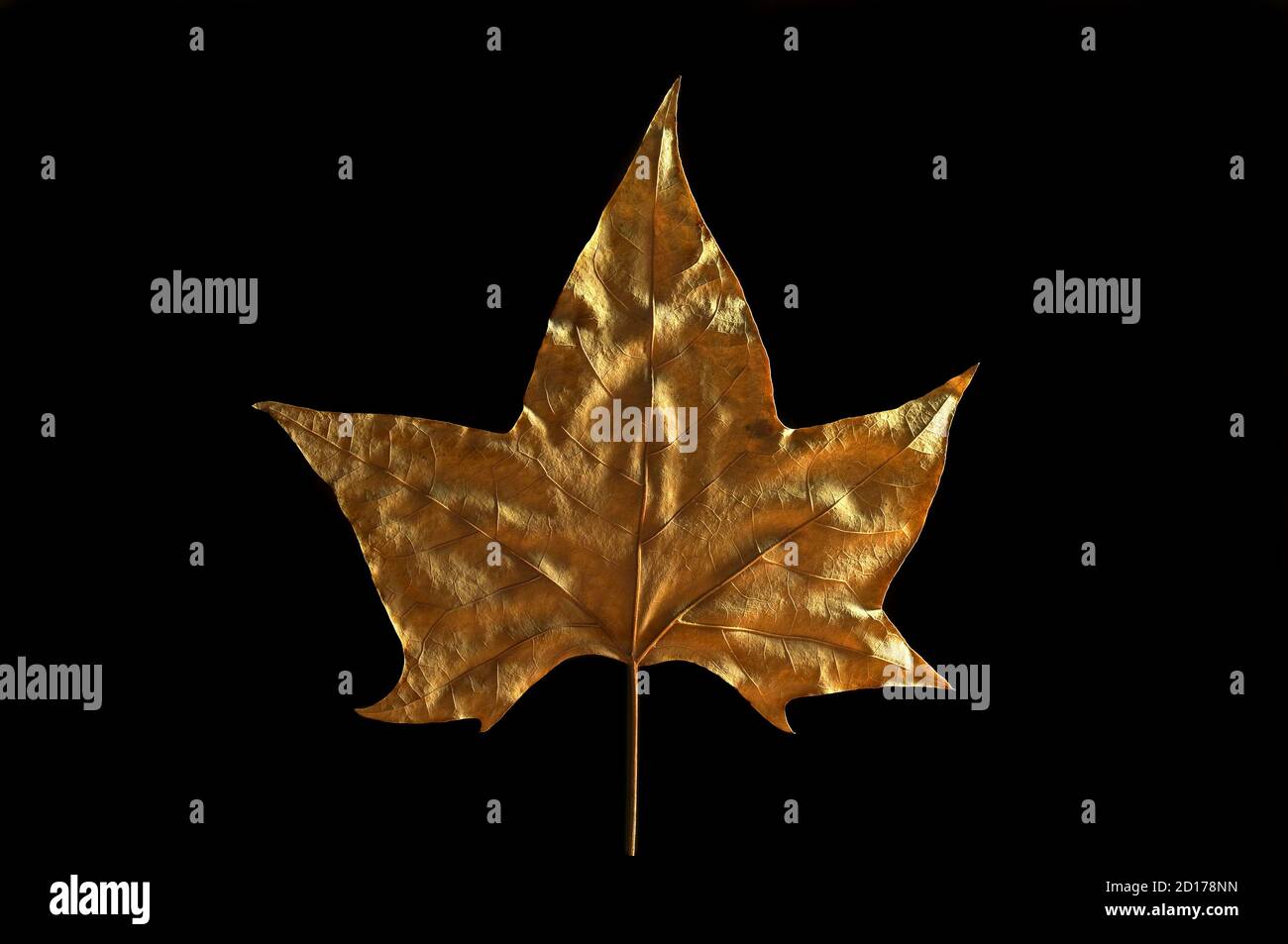 Large autumn leaf completely whole for background or as decoration with ...
