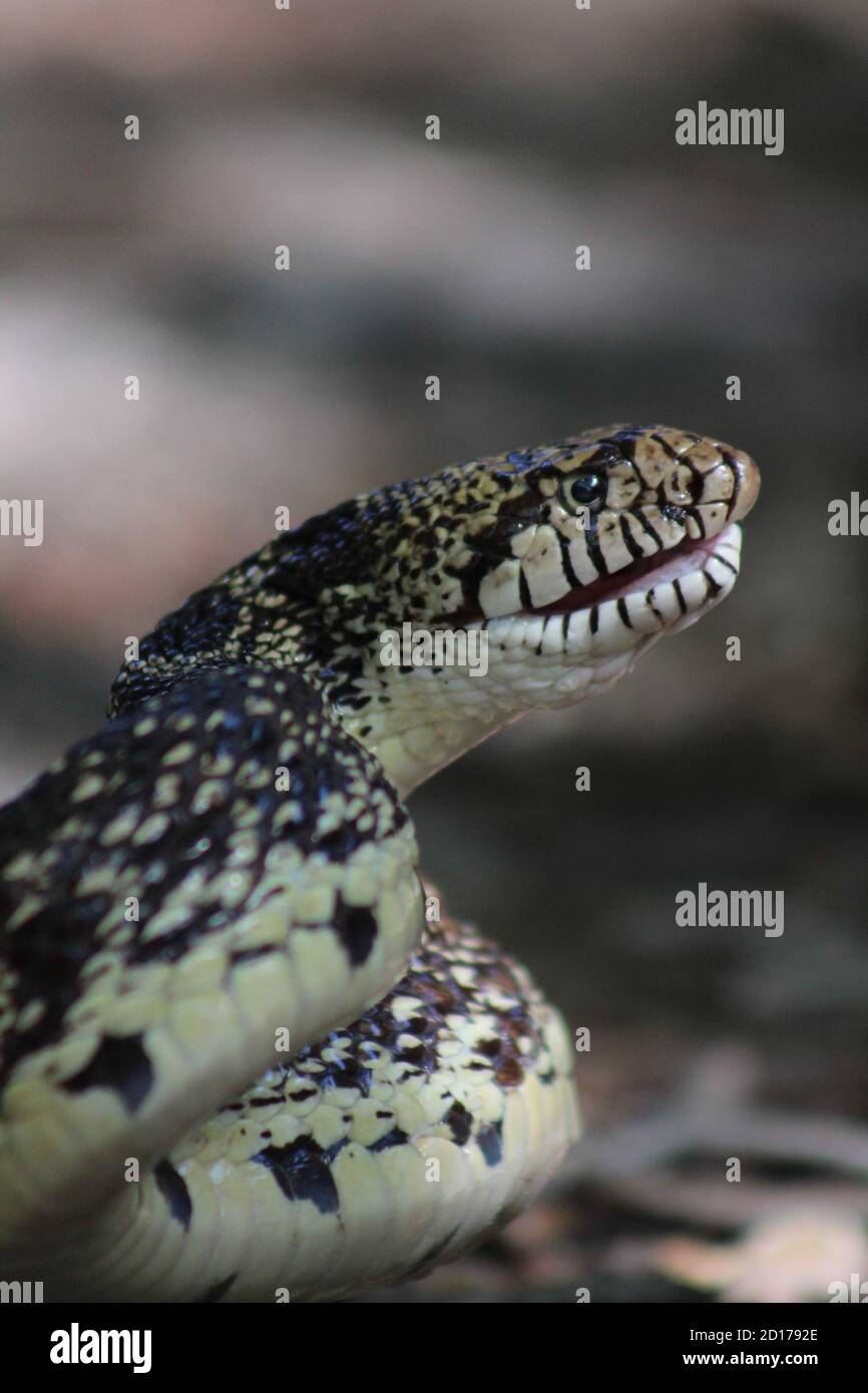 Rearing snake hi-res stock photography and images - Alamy