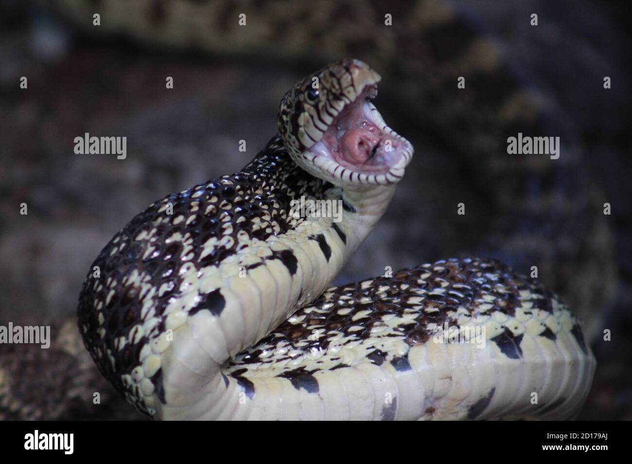 Rearing snake hi-res stock photography and images - Alamy