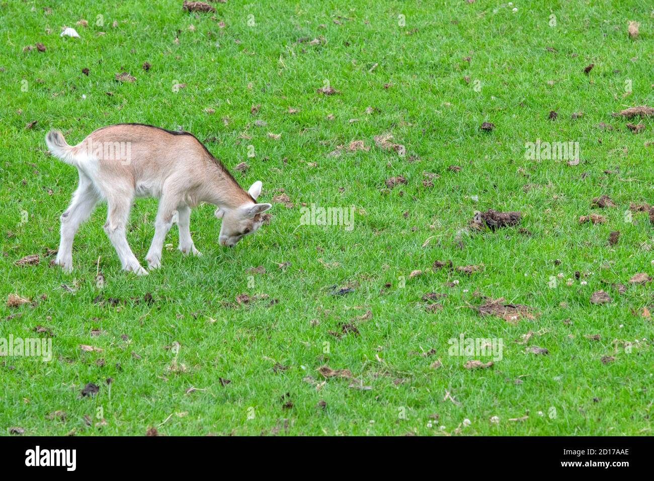 Baby Goat Running High Resolution Stock Photography and Images - Alamy