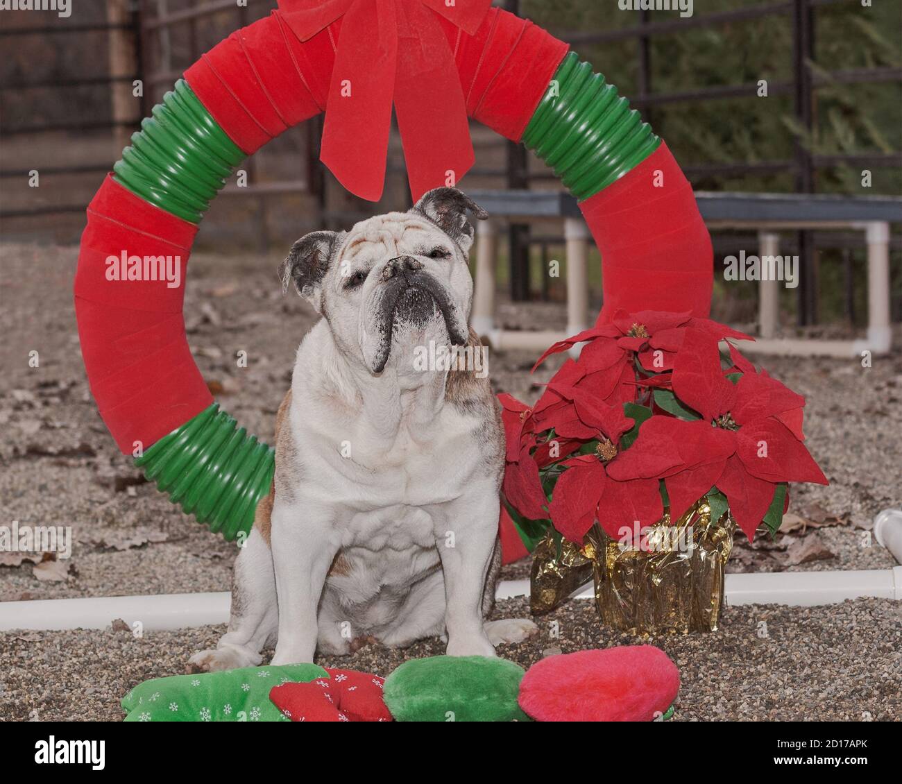 an elderly senior english bulldog posing next to an dog agility tire ...