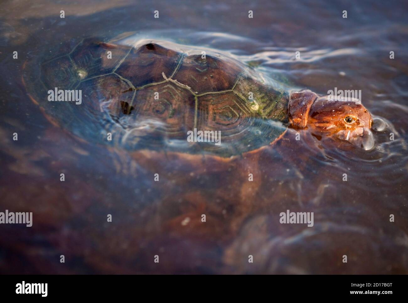 Deepwater horizon oil spill animals hi-res stock photography and images ...